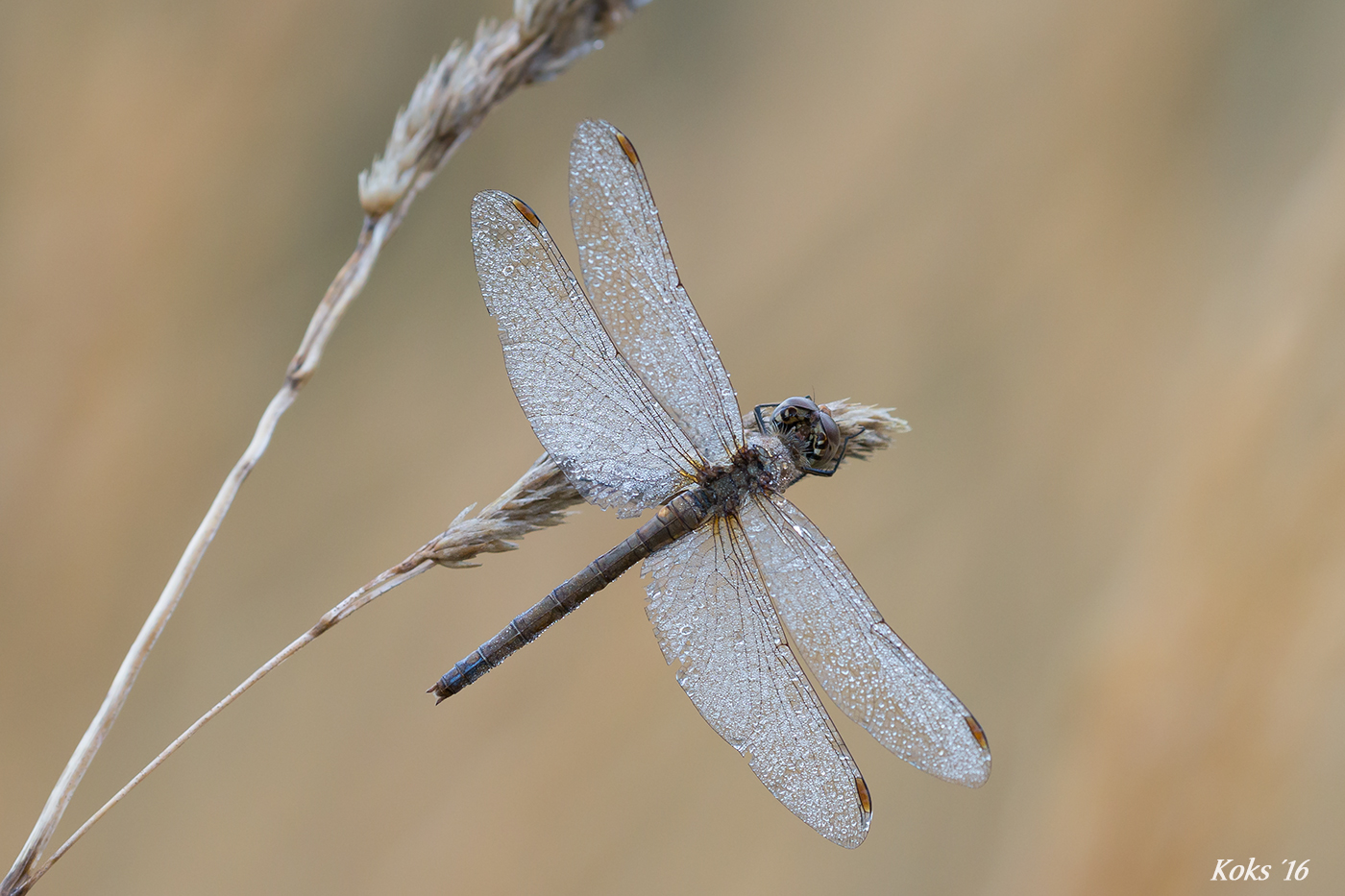 Sympetrum vulgatum Foto & Bild | makro, natur, insekten Bilder auf ...