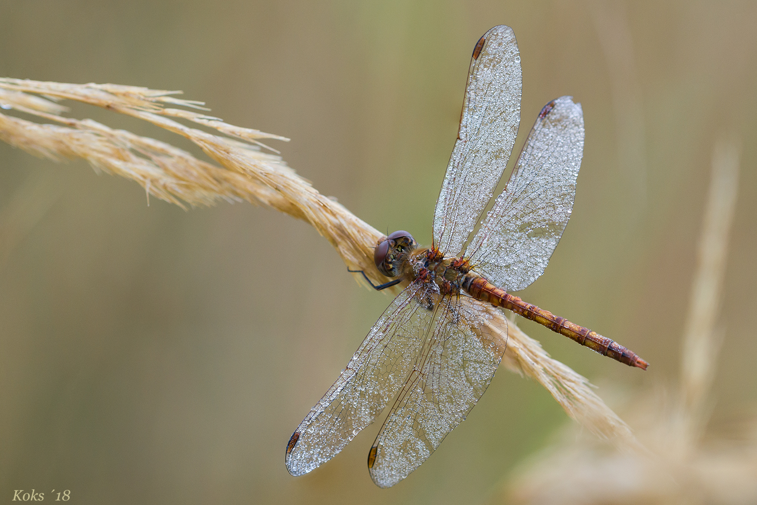 Sympetrum vulgatum Foto & Bild | makro, natur, insekten Bilder auf ...
