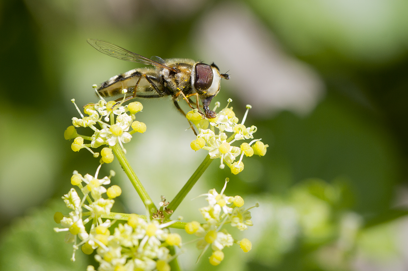 Syrphe photo et image | fotos, nature, macro Images fotocommunity