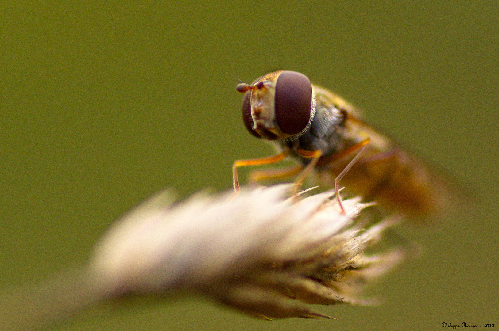 Syrphe photo et image | macro nature, macro insectes, les butineuses ...