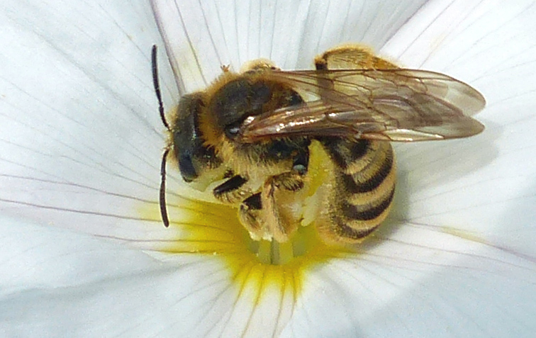 SYRPHE 2 photo et image | nature, insectes, syrphes Images fotocommunity