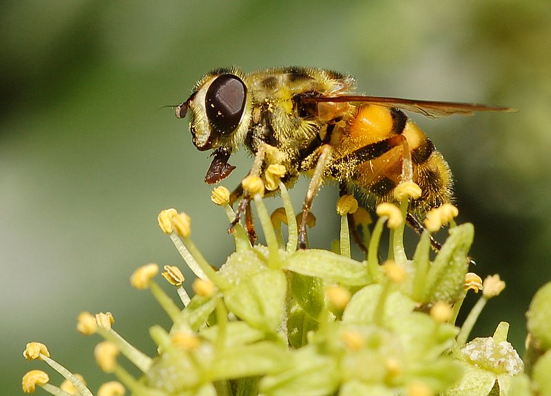 Syrphe (4) photo et image | macro nature, macro insectes, nature Images ...