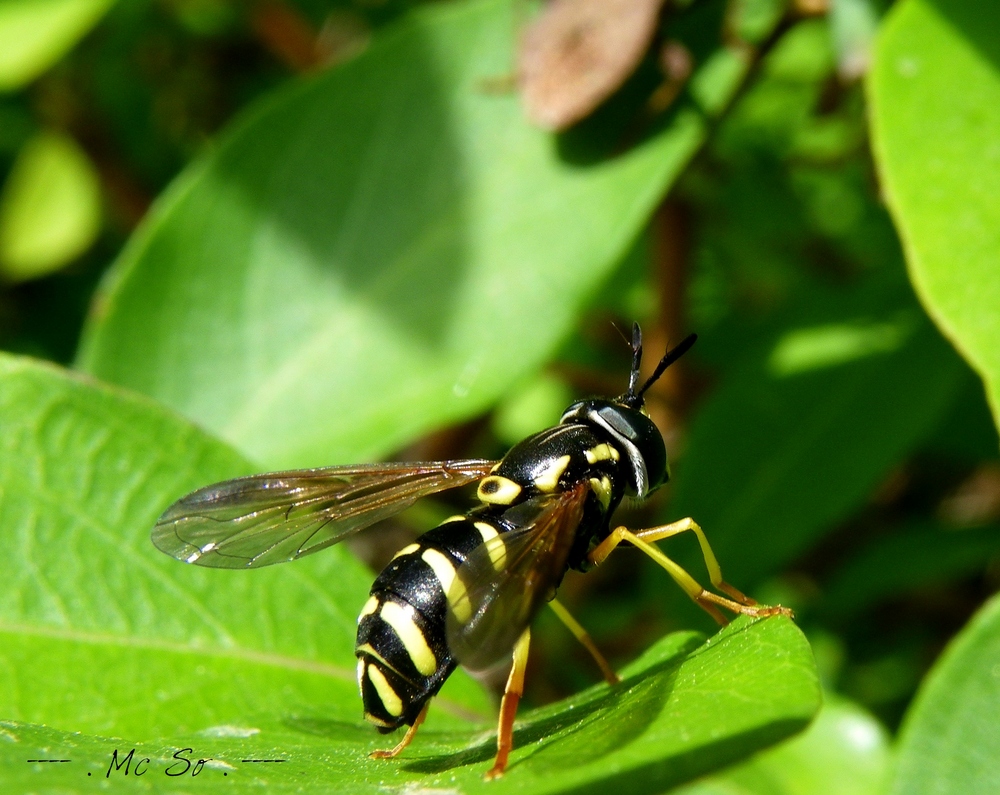 Syrphe photo et image | macro nature, macro insectes, les butineuses ...