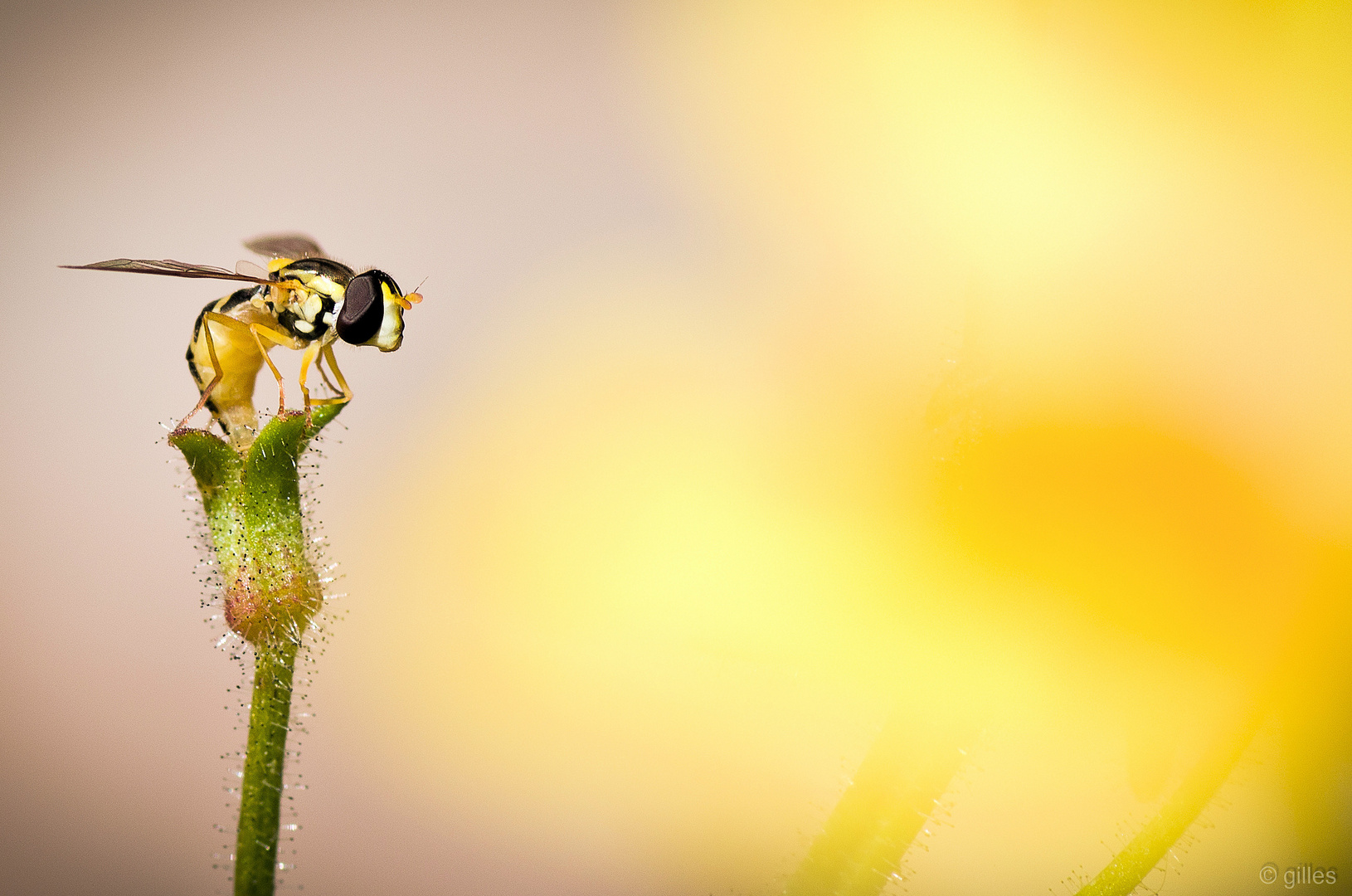 Syrphe photo et image | macro nature, macro insectes, les butineuses ...