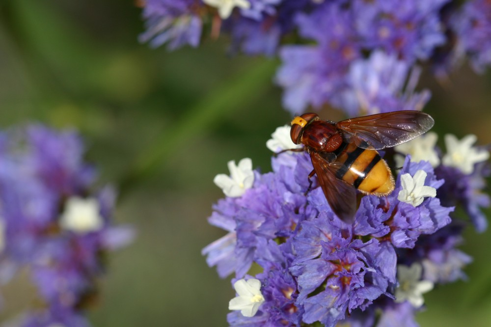Syrphe photo et image | animaux, nature Images fotocommunity