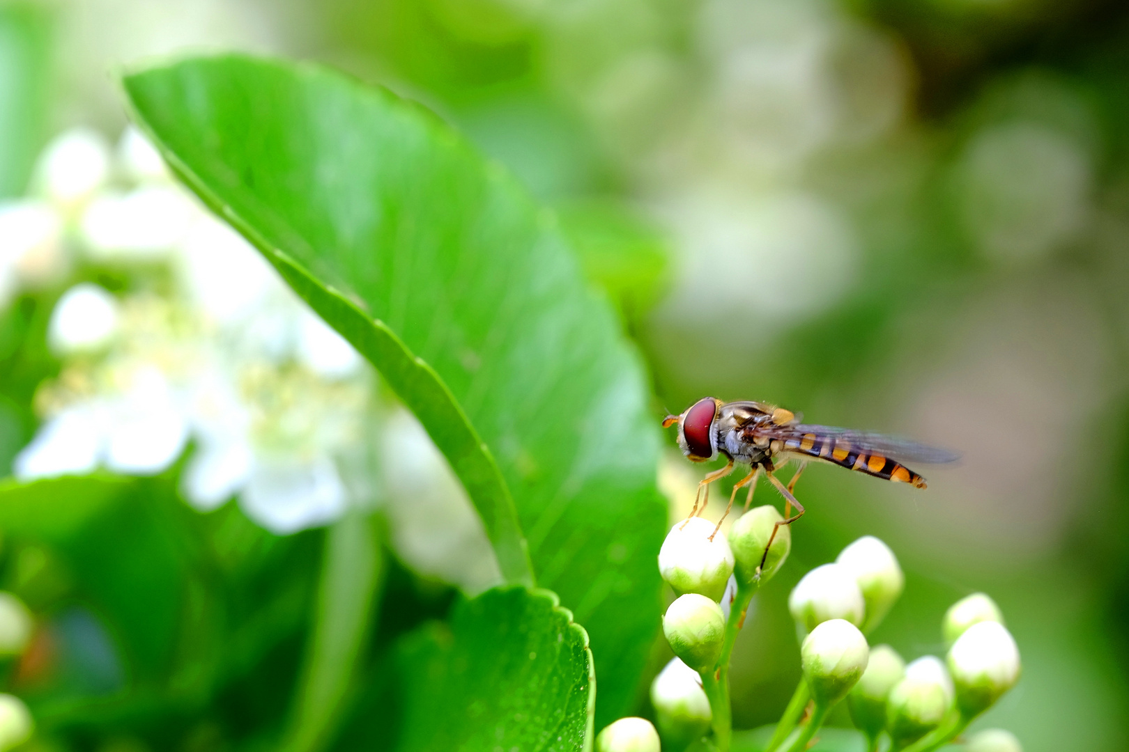 Syrphe photo et image | nature, macro nature, insectes Images fotocommunity