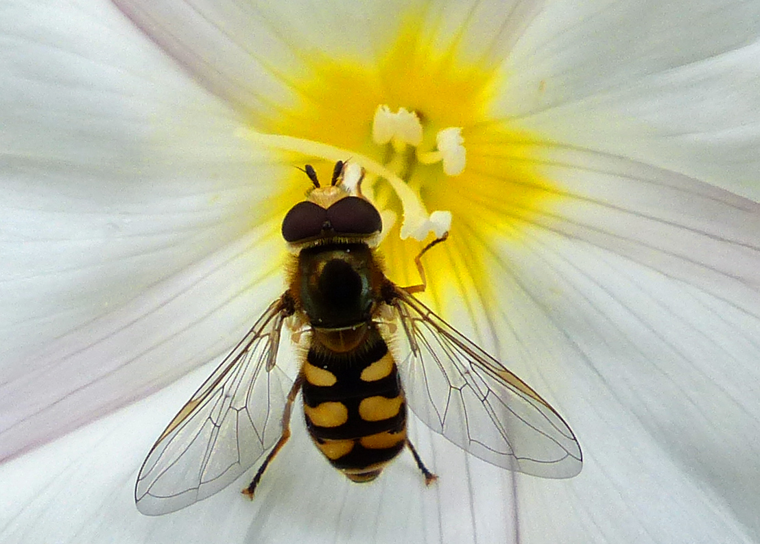 SYRPHE photo et image | insectes, volants, syrphes Images fotocommunity