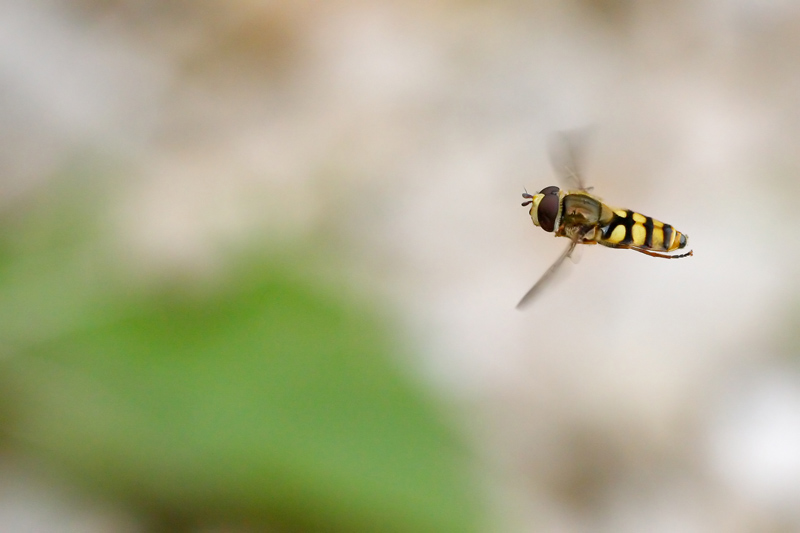 Syrphe en vol photo et image | macro nature, macro insectes, nature ...