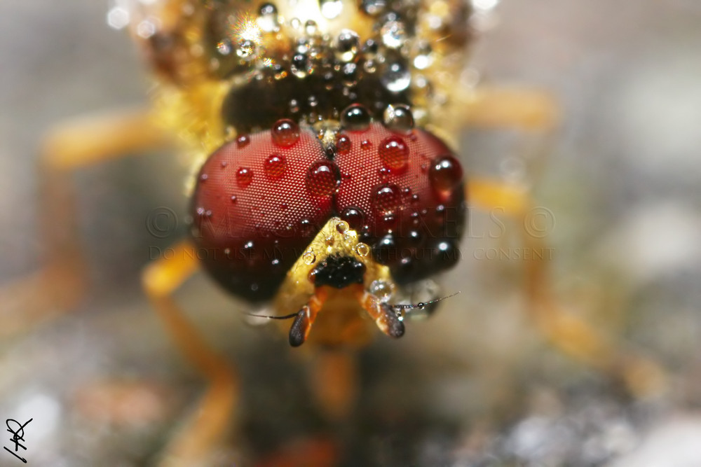 Syrphe perlé photo et image | macro nature, macro insectes, nature ...