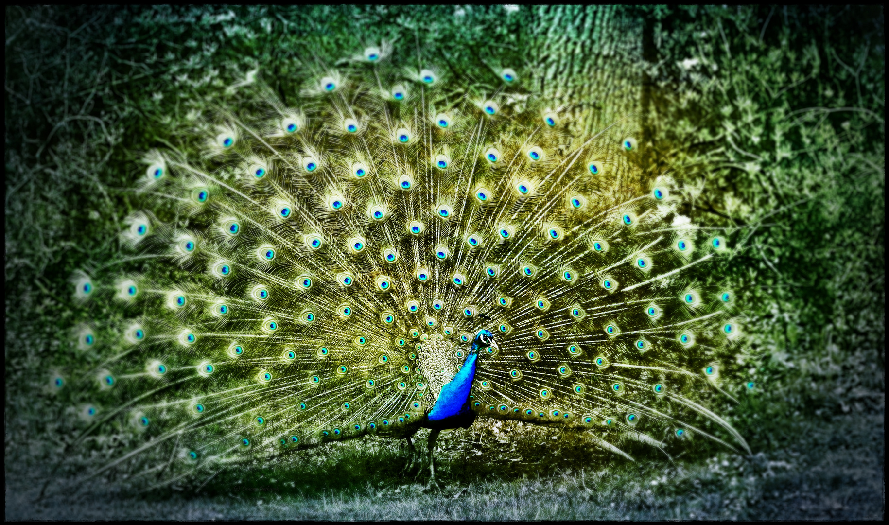 T R U E C O L O R S Foto Bild World Digiart Wildlife t-r-u-e-c-o-l-o-r-s-foto-bild-world-digiart-wildlife
