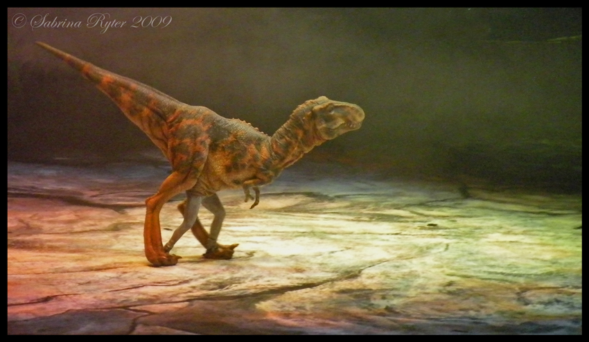 T-Rex Baby Foto & Bild | allerlei Bilder auf fotocommunity