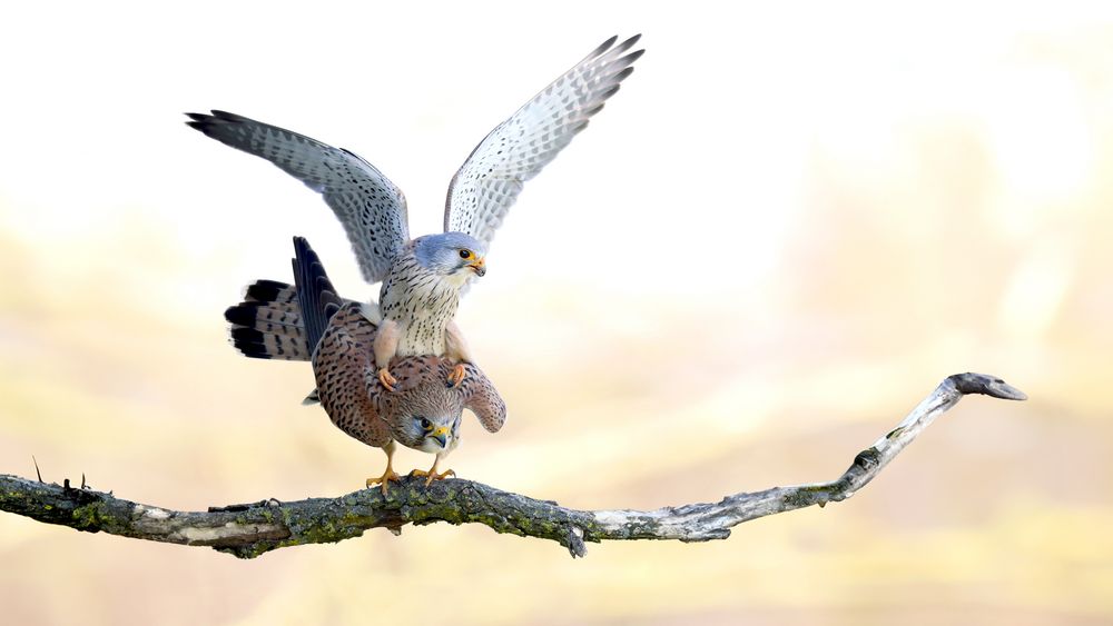 T U R M F A L K E N - L I E B E --- Foto & Bild | tiere, wildlife, wild ...