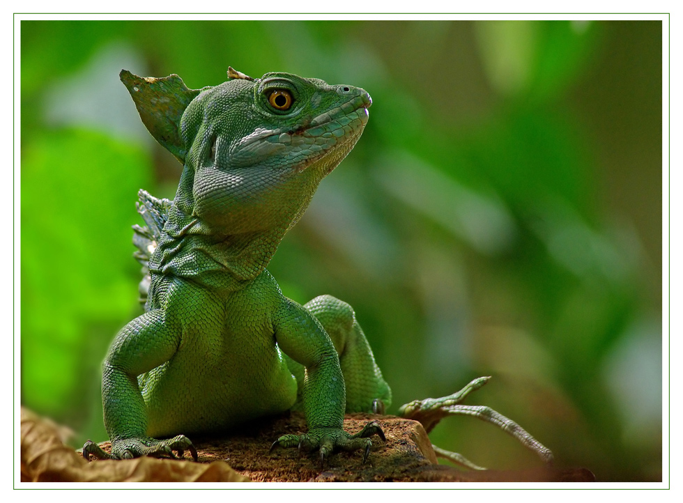 " Tabaluga" Foto & Bild | tiere, zoo, wildpark & falknerei, amphibien ...