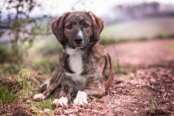 Hunde, Hundebilder, Hundefotos