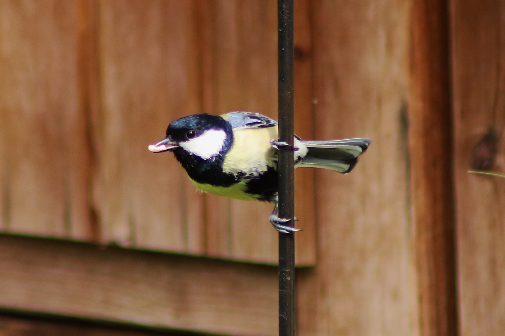 Table-Dance Foto & Bild | tiere, natur Bilder auf fotocommunity