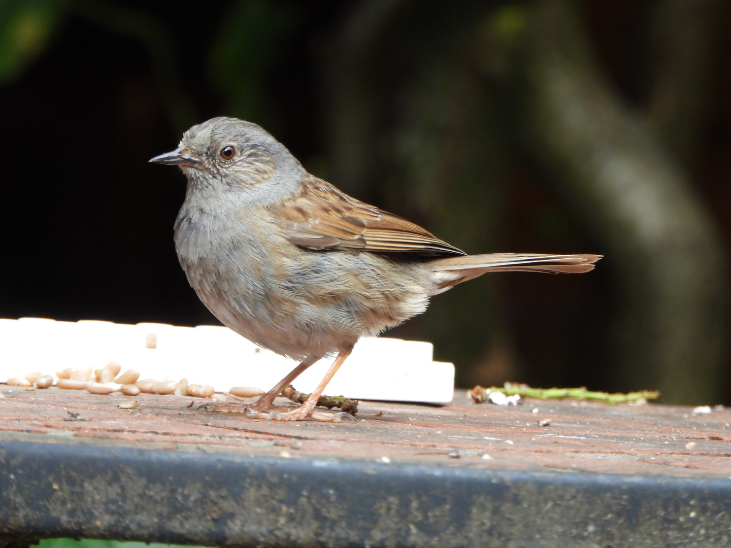 table-dancer Foto & Bild | tiere, wildlife, wild lebende vögel Bilder ...