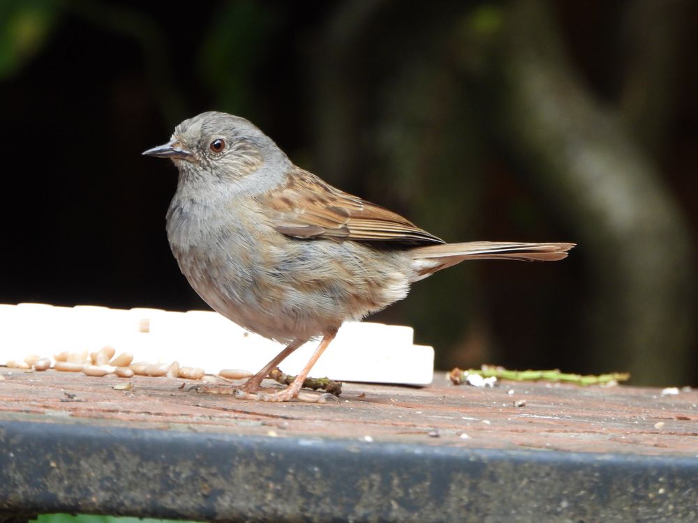table-dancer Foto & Bild | tiere, wildlife, wild lebende vögel Bilder ...