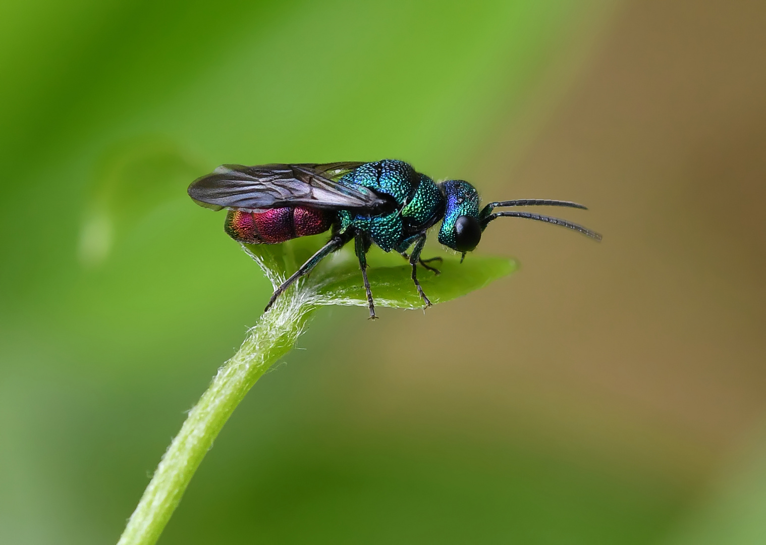 Table Dancing ... Foto & Bild | fotos, nature, fotocommunity Bilder auf ...