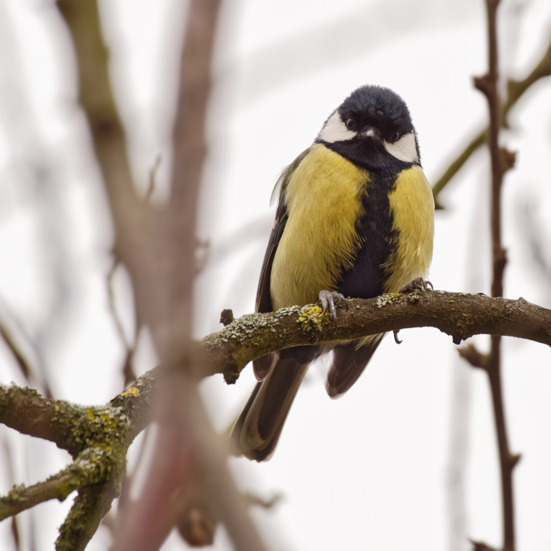 Tadelnd blickte die Meise Foto & Bild | tiere, wildlife, wild lebende ...