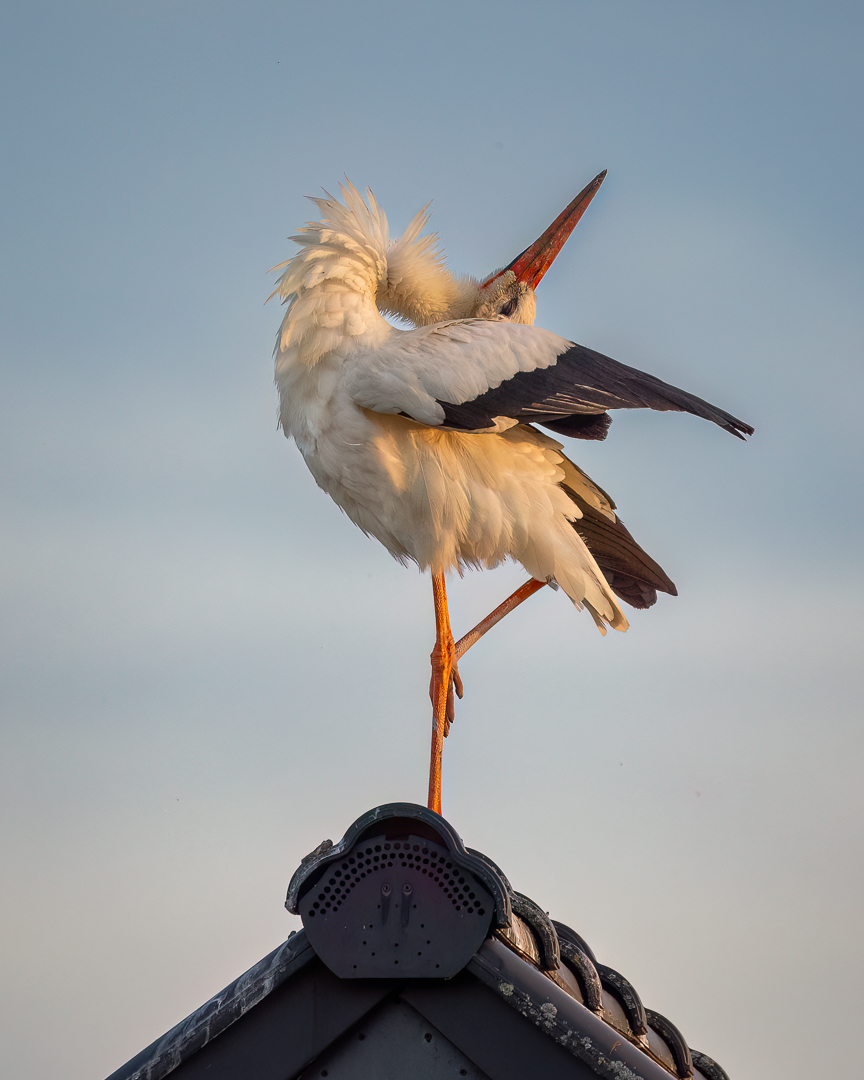 Tänzer Foto & Bild | abendstimmung, natur, tiere Bilder auf fotocommunity