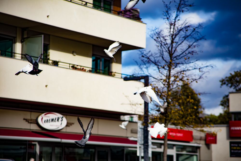 Täubchen Foto & Bild | natur, tiere, wildlife Bilder auf fotocommunity