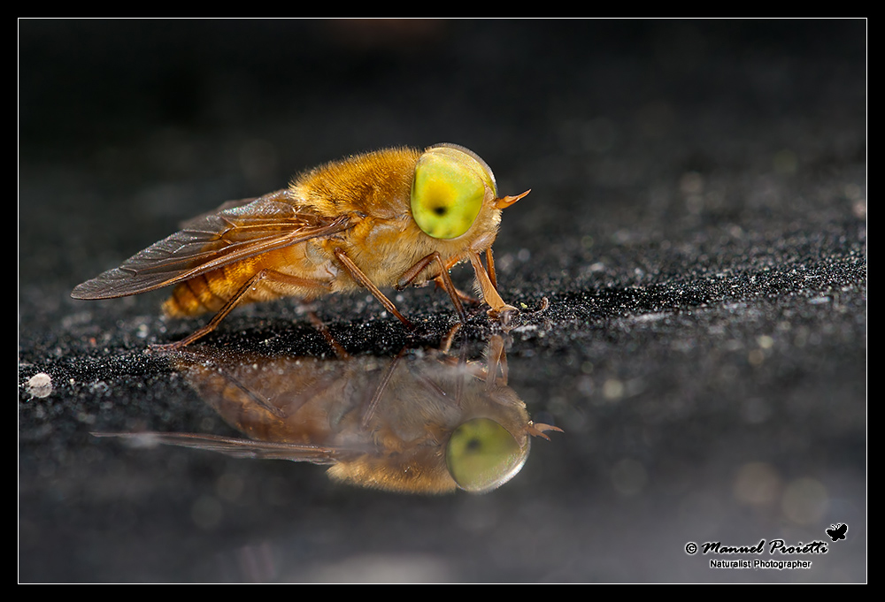 Tafano Estivo!! Foto % Immagini| macro e close up, macro di insetti ...