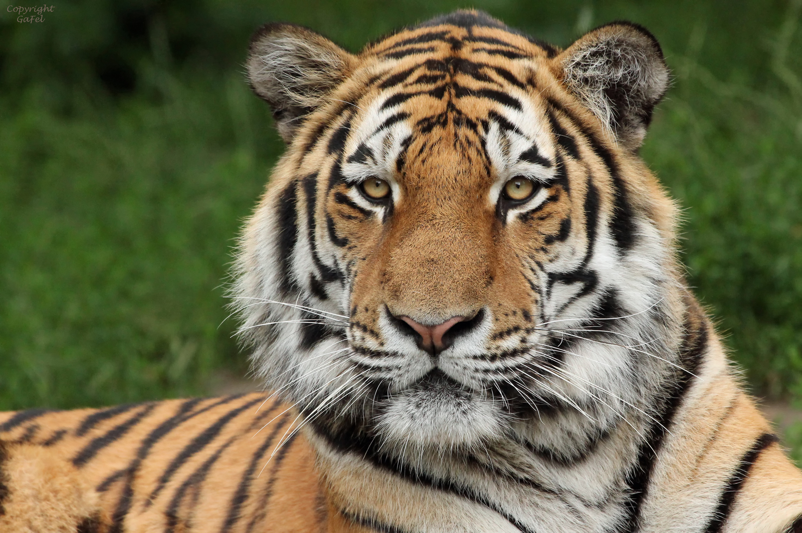 Tag des Tigers Foto & Bild | tiere, zoo, wildpark & falknerei ...