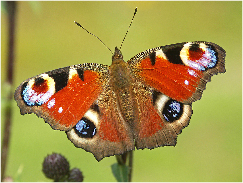 Tag-Pfauenauge Foto & Bild | tiere, wildlife, schmetterlinge Bilder auf ...