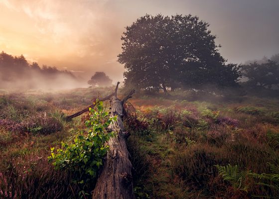 Heide Bilder & Fotos