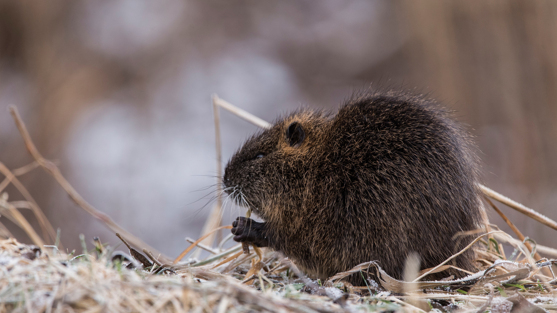 Tagesmenü: Halme "gefrostet" Foto & Bild | tiere, wildlife, säugetiere ...