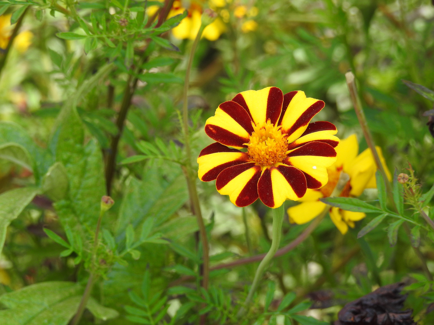 Tagetes patula("Jolly Jester")(Hohe gestreifte Studentenblume) Foto ...
