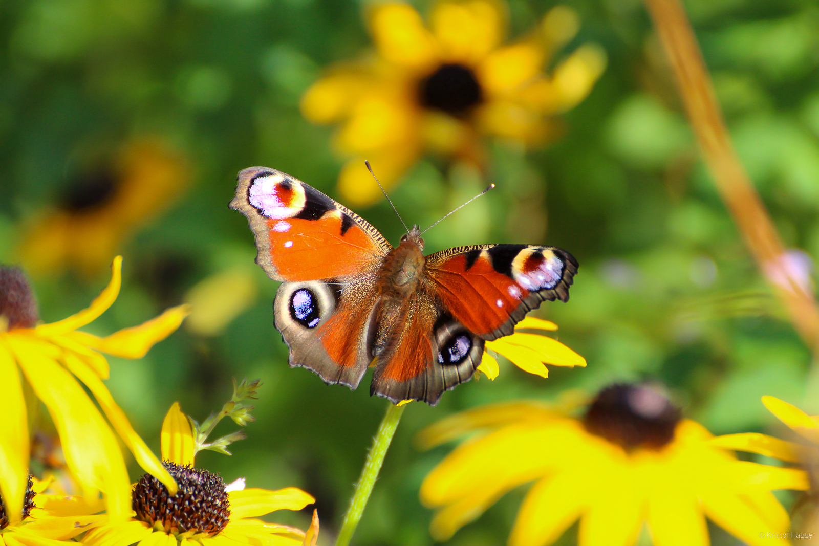 Tagpfauenauge 2 Foto & Bild | makro, natur, blumen Bilder auf fotocommunity