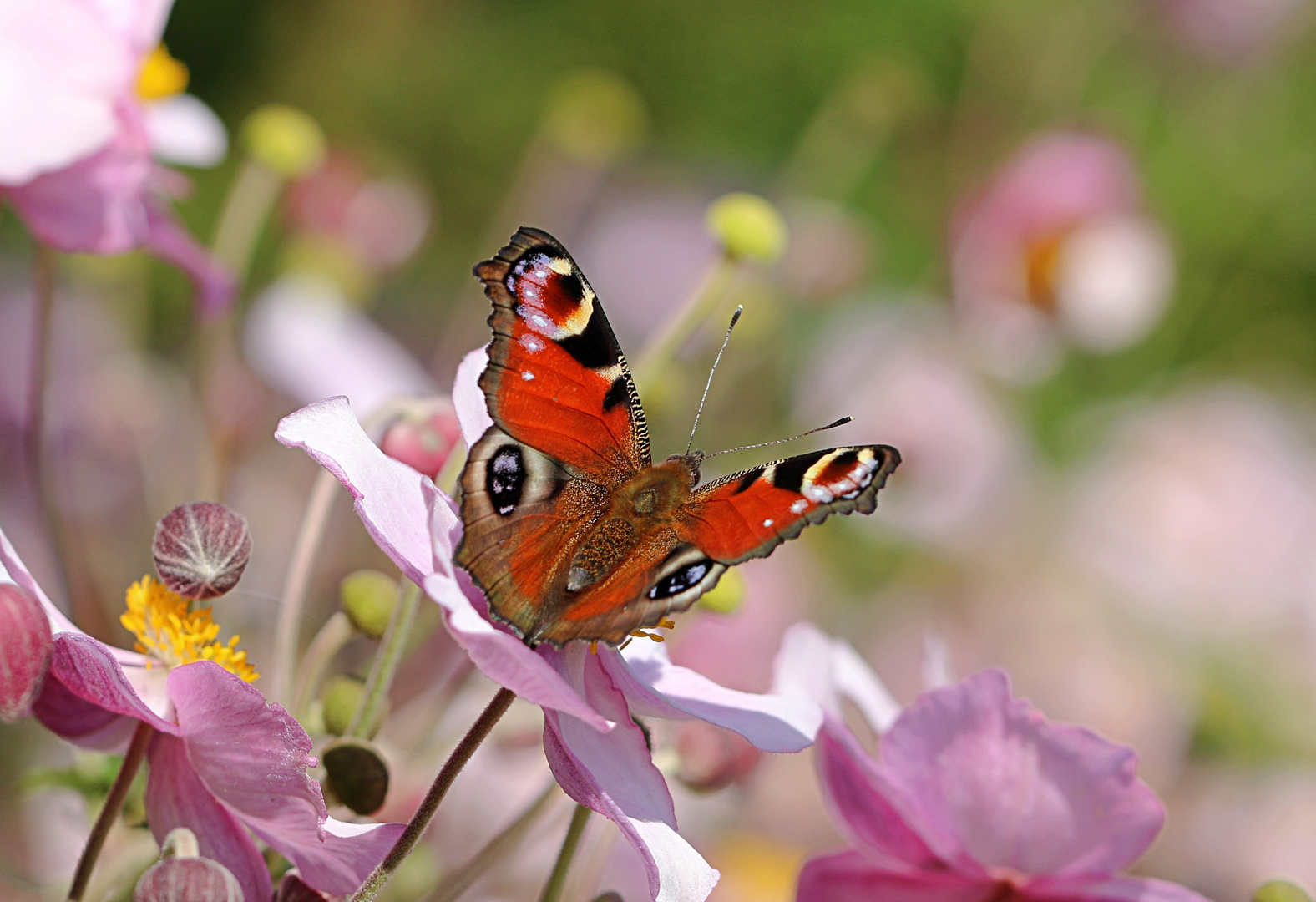 Tagpfauenauge ... Foto & Bild | natur, insekten, tiere Bilder auf ... Tagpfauenauge ... Foto & Bild | natur, insekten, tiere Bilder auf ...