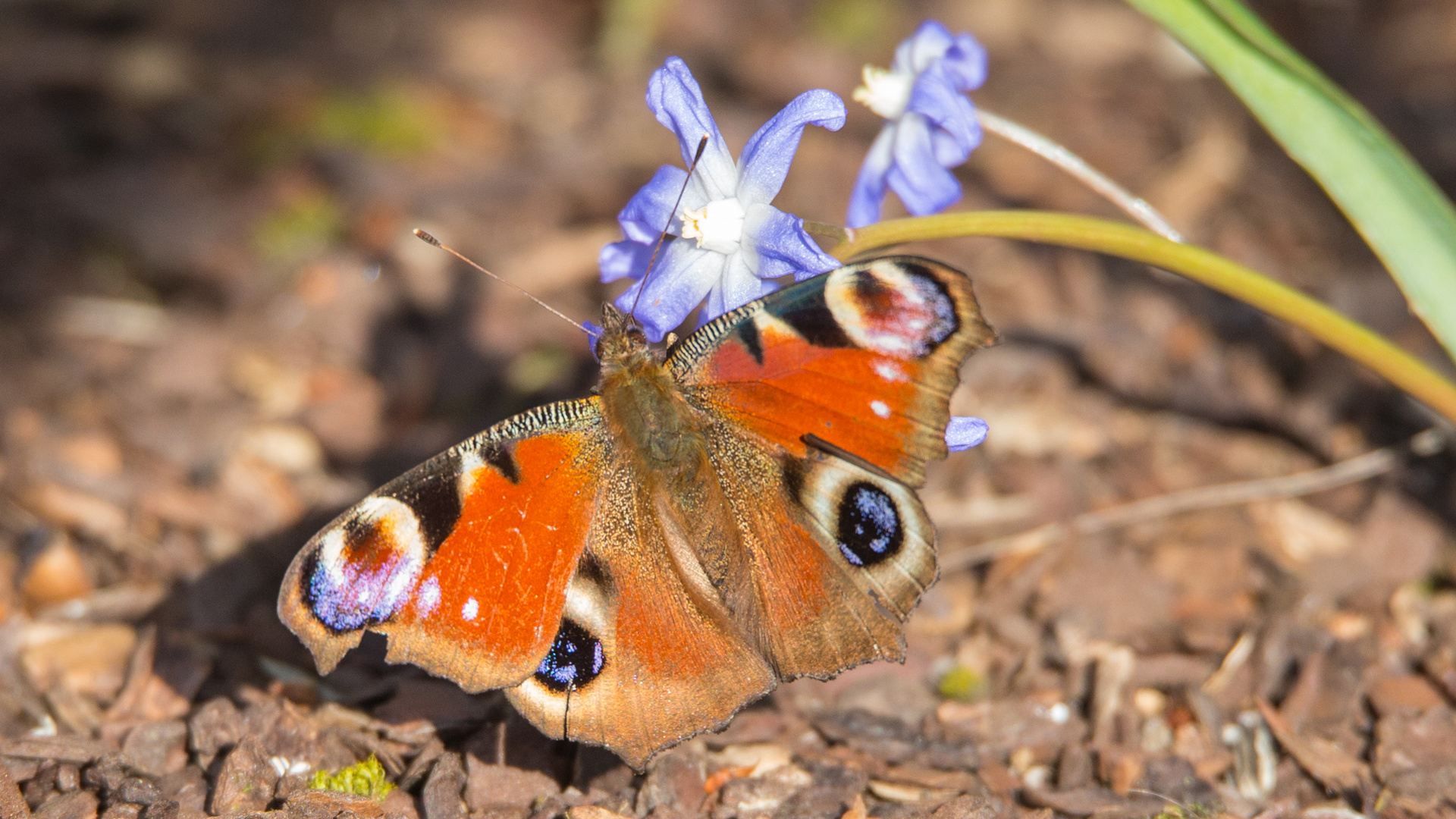 Tagpfauenauge... Foto & Bild | natur, insekten, tiere Bilder auf ... Tagpfauenauge... Foto & Bild | natur, insekten, tiere Bilder auf ...