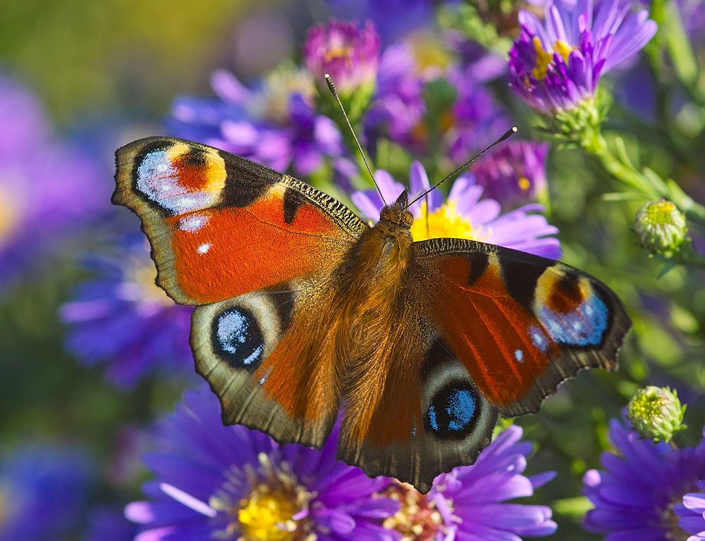 Tagpfauenauge Foto & Bild | natur, insekten, tiere Bilder auf fotocommunity