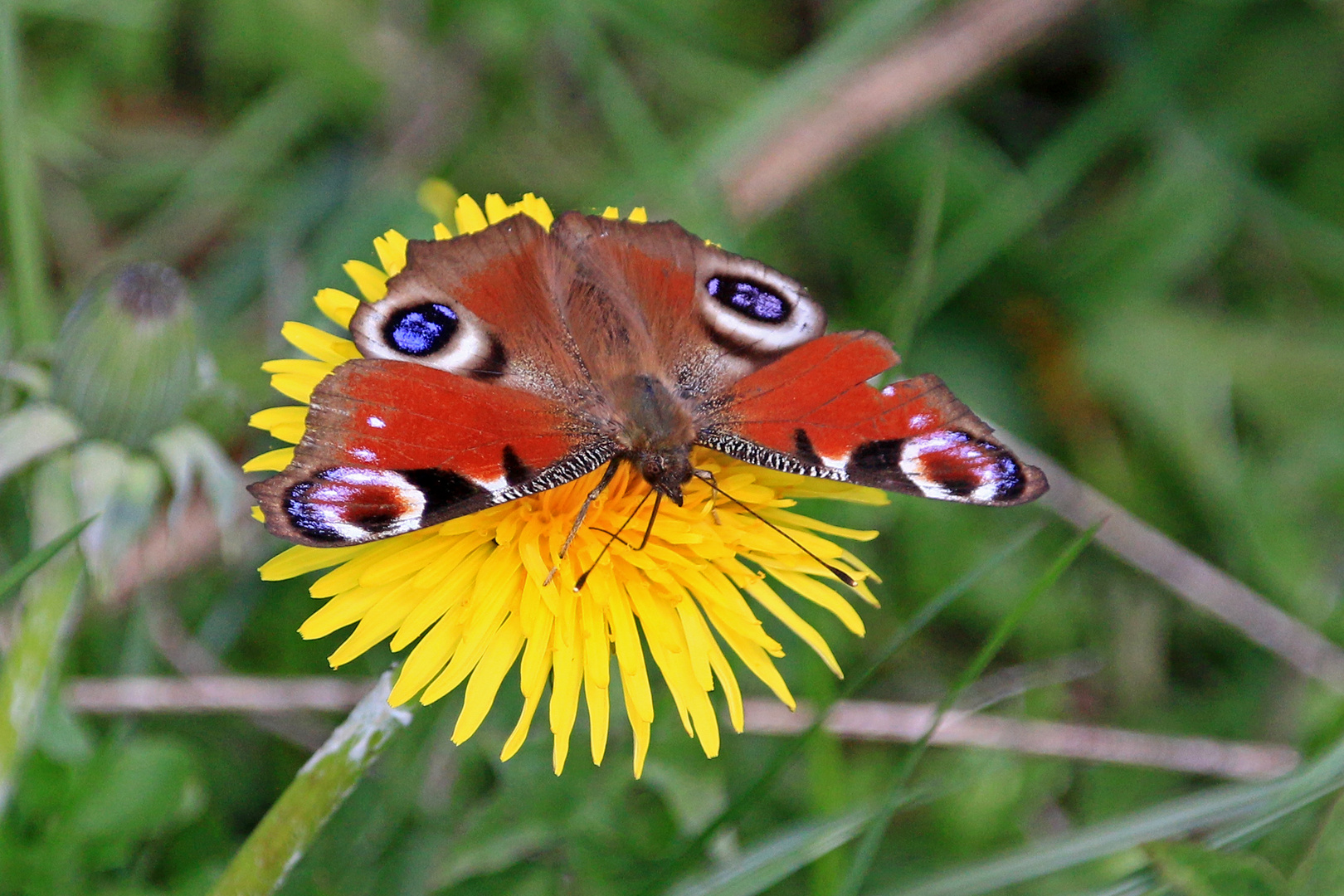 Tagpfauenauge Foto & Bild | tiere, wildlife, schmetterlinge Bilder auf ...