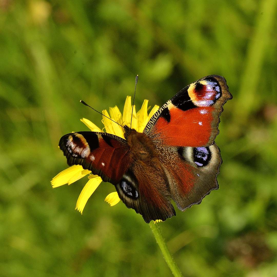 Tagpfauenauge Foto & Bild | tiere, wildlife, schmetterlinge Bilder auf ... Tagpfauenauge Foto & Bild | tiere, wildlife, schmetterlinge Bilder auf ...