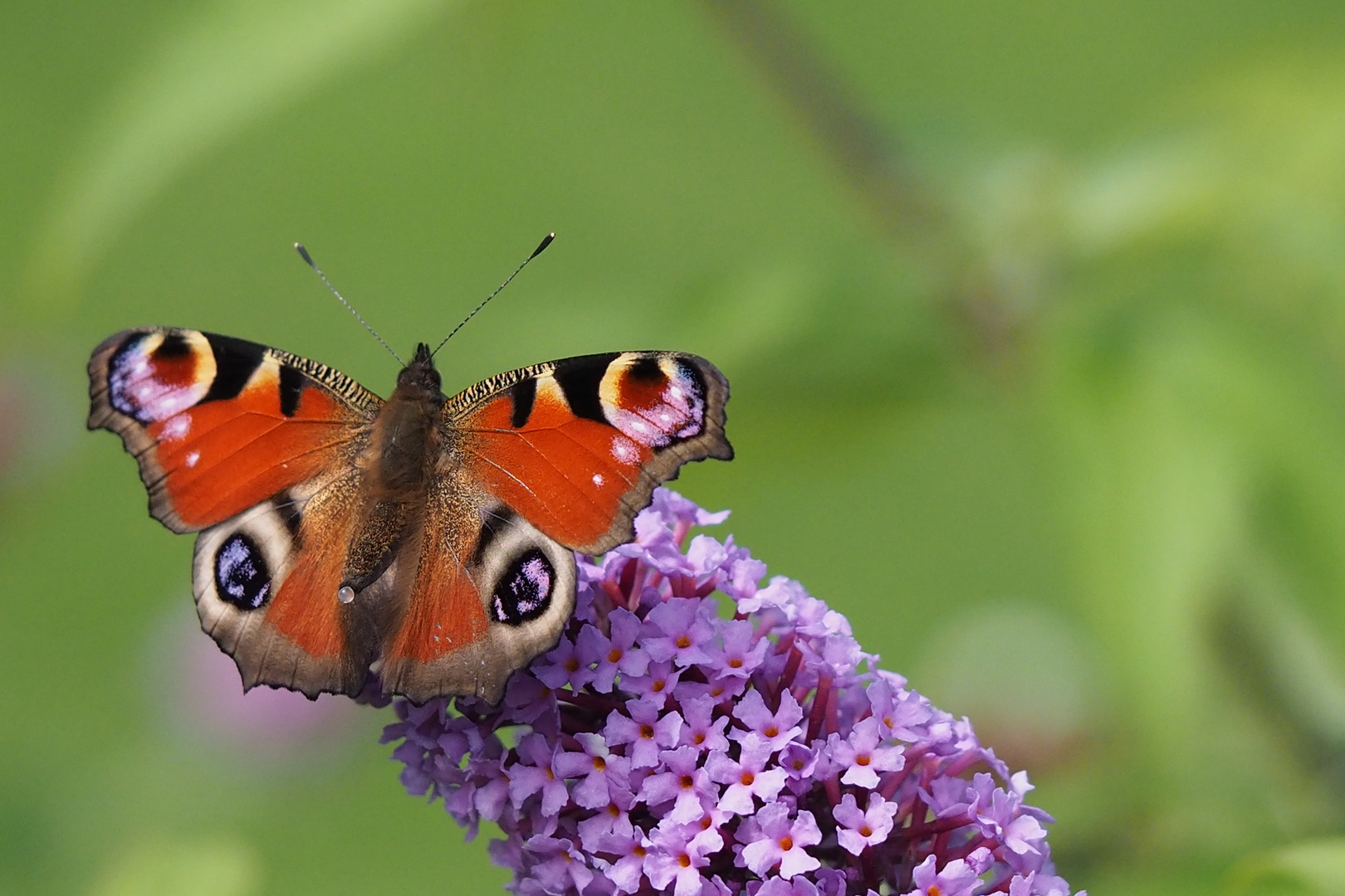 Tagpfauenauge (Inachis io) auf Sommerflieder Foto & Bild | tiere ...