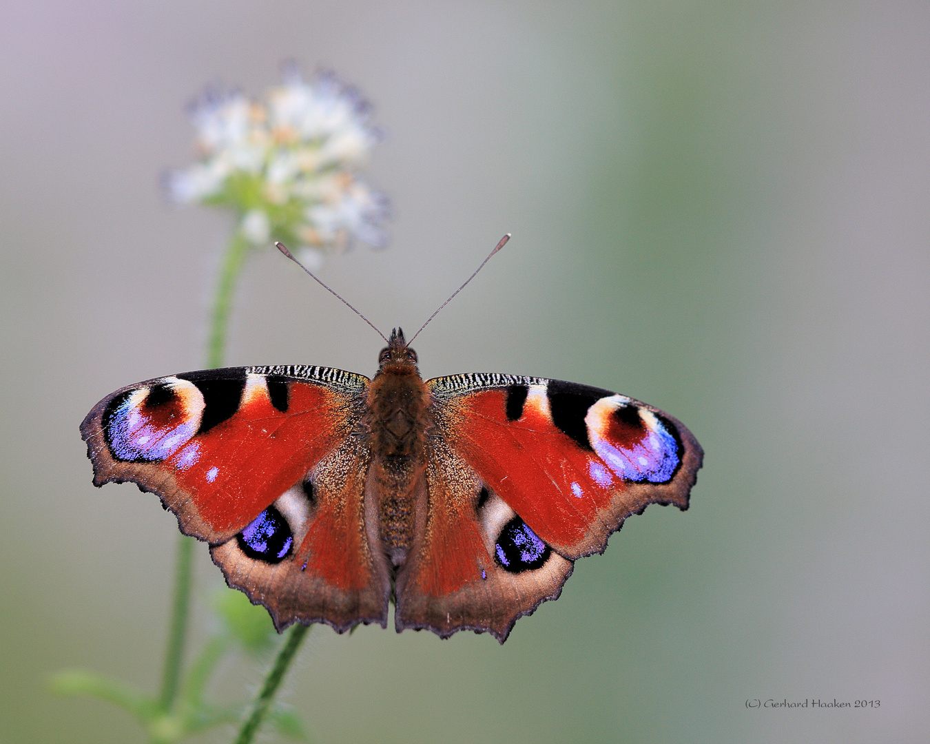 Tagpfauenauge (Inachis io; Syn.: Nymphalis io) Foto & Bild | tiere ...