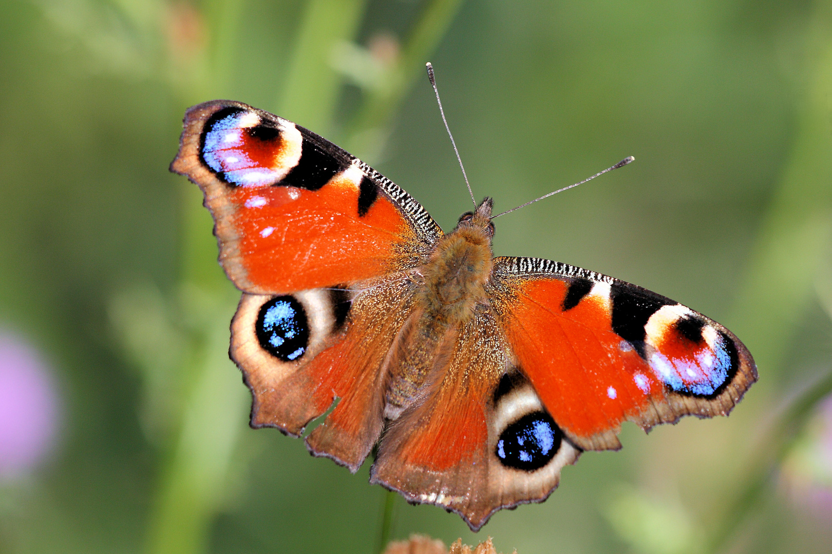 Tagpfauenauge (Inachis io; Syn.: Nymphalis io) Foto & Bild | tiere ...