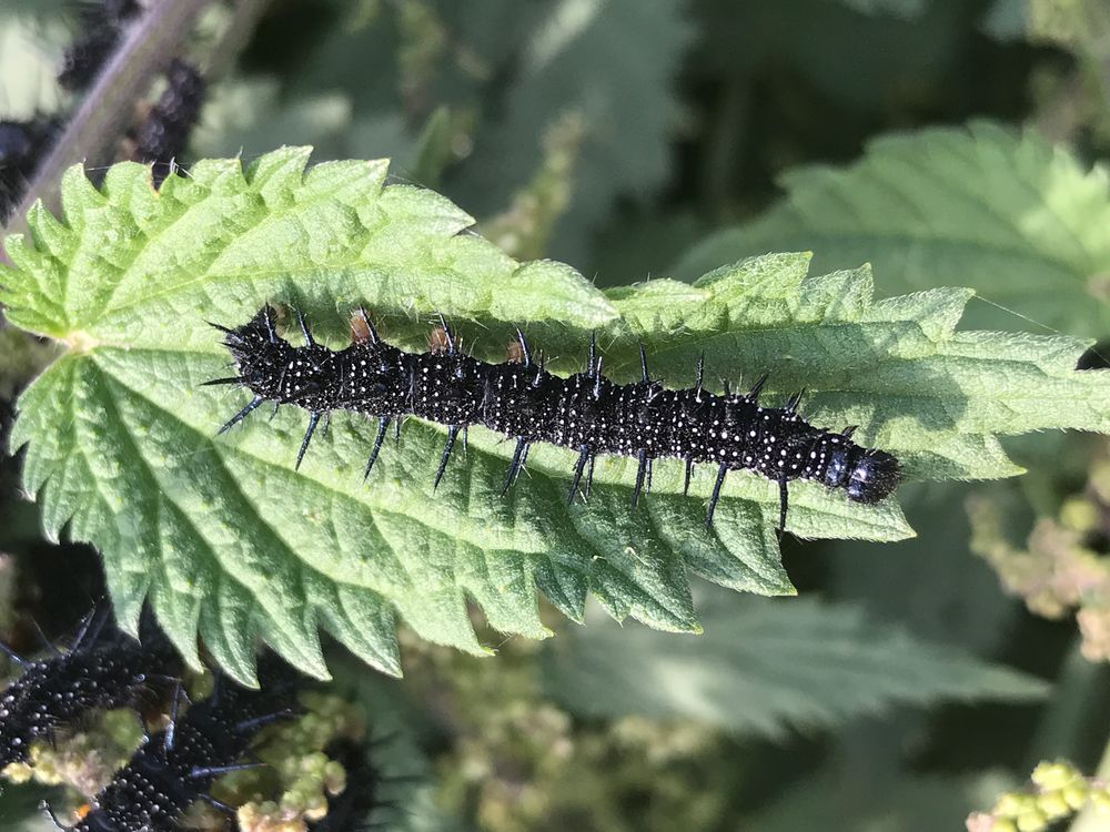 Tagpfauenauge-Raupe Foto & Bild | tiere, wildlife, schmetterlinge ...