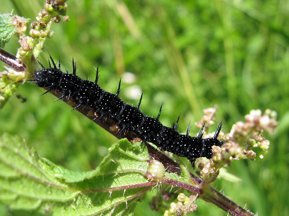 Tagpfauenauge - Raupe Foto & Bild | tiere, wildlife, insekten Bilder ...