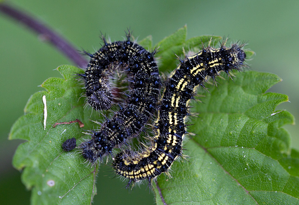 Tagpfauenauge/Raupen Foto & Bild | tiere, wildlife, insekten Bilder auf ...
