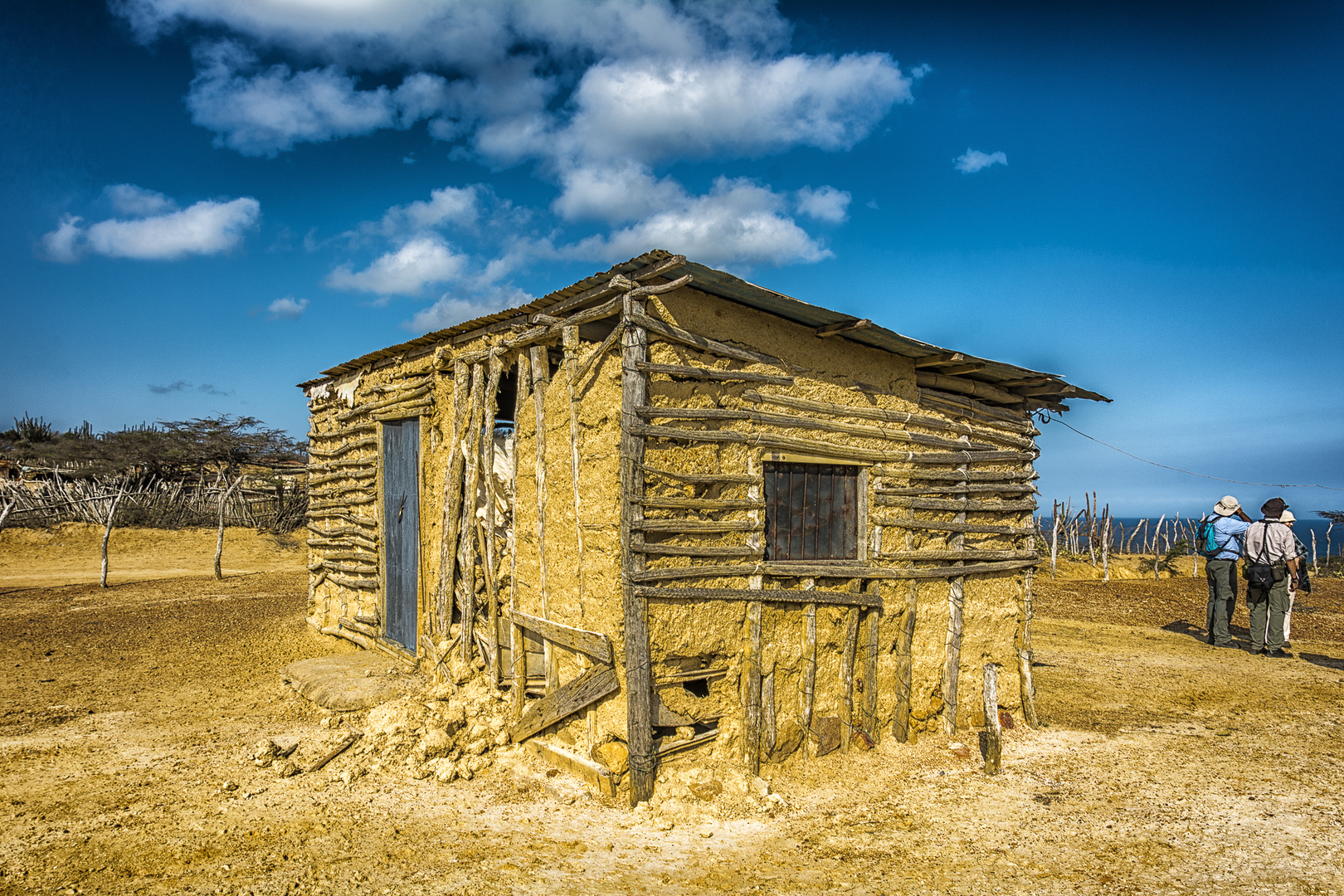 taima taima . Estado Falcon. Venezuela. Imagen & Foto | south america ...