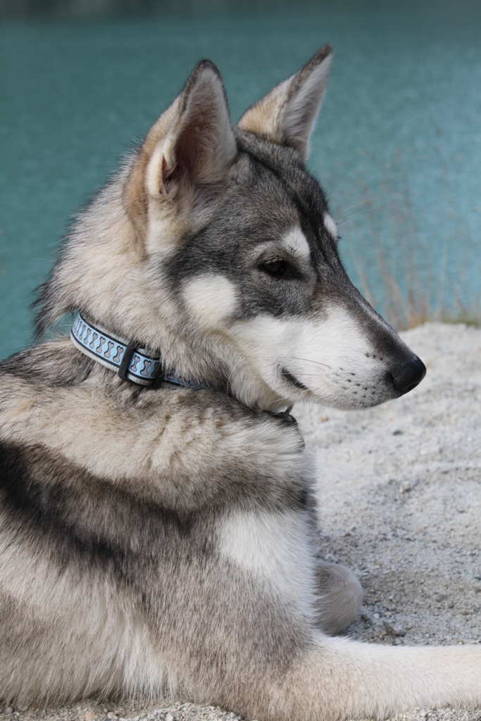 Tamaskan Foto & Bild | tiere, haustiere, hunde Bilder auf fotocommunity