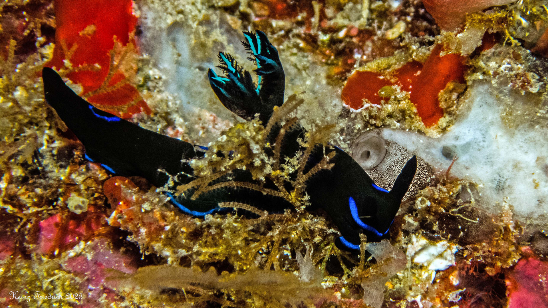 Tambja morosa Neonsternschnecke Foto & Bild | tiere, wildlife ...