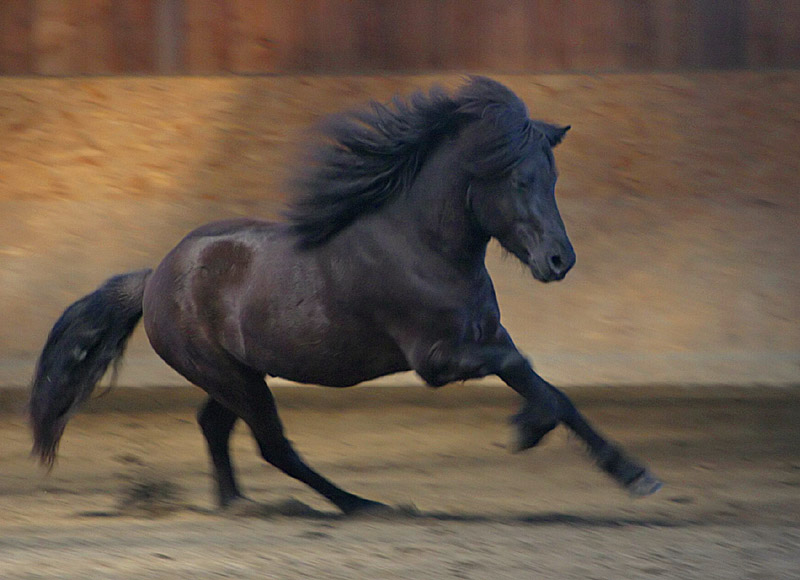 Tandri vom Mönchhof II. Foto & Bild | tiere, haustiere, pferde, esel ...