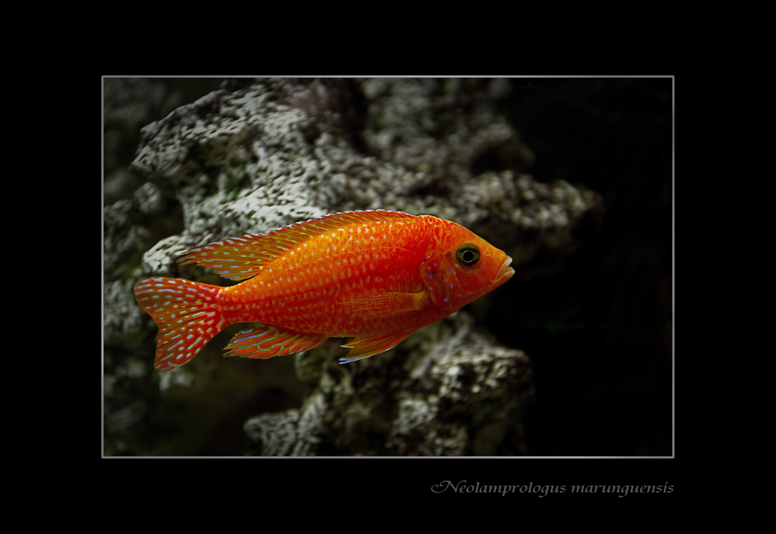 Tanganjikasee Buntbarsch Foto & Bild | tiere, haustiere, aquaristik ...