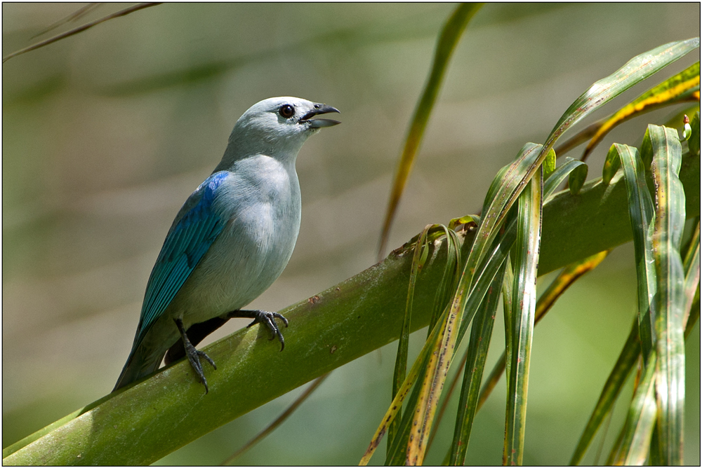 Tangar 1/2 Foto & Bild | tiere, wildlife, wild lebende vögel Bilder auf ...