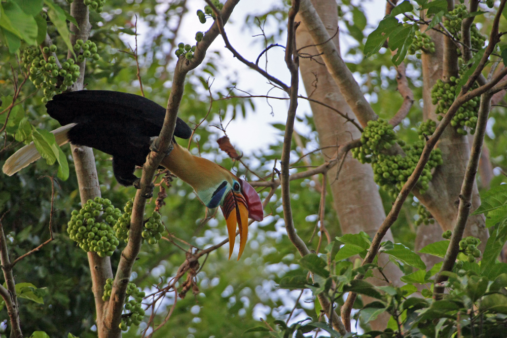 Tangkoko Foto & Bild | tiere, wildlife, wild lebende vögel Bilder auf ...